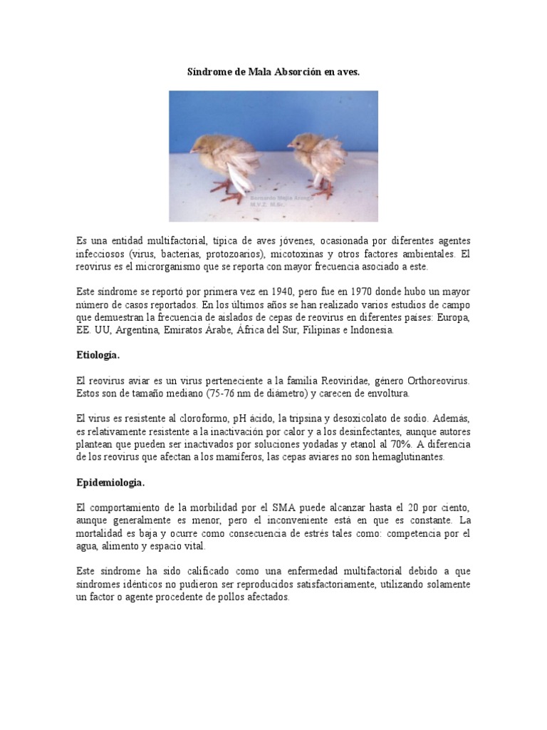 Síndrome de Malabsorción y Reovirus Aviar | PDF | Anticuerpo | Virus