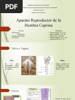 Aparato Reproductor Del Gallo | PDF | Abdomen | Anatomia animal