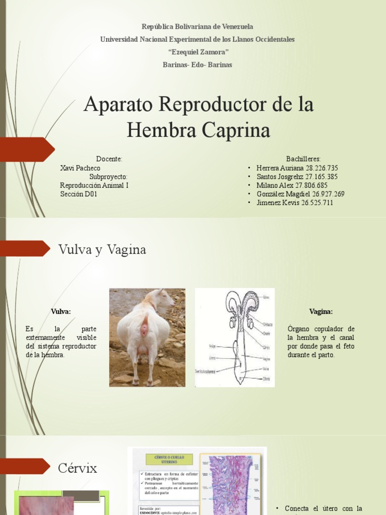 Aparato Reproductor de La Hembra Caprina | PDF