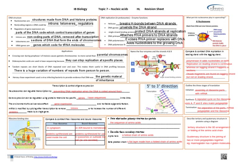 IB Biology Topic 7 - Nucleic Acids HL Revision Sheet | PDF | Dna | Dna ...