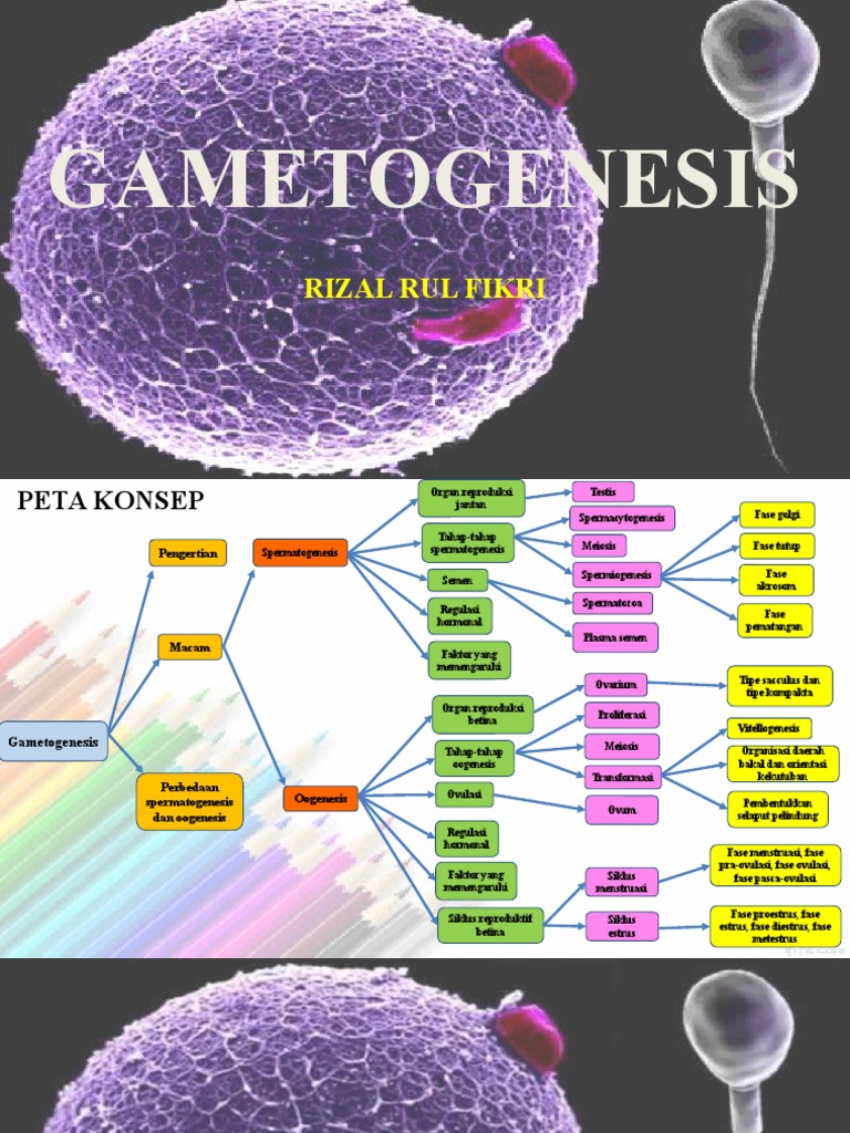 PEMBENTUKAN SEL Embrio Katak | PDF