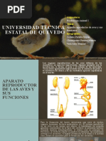 Aparato Reproductor Del Pato | PDF | Sistema reproductivo animal ...