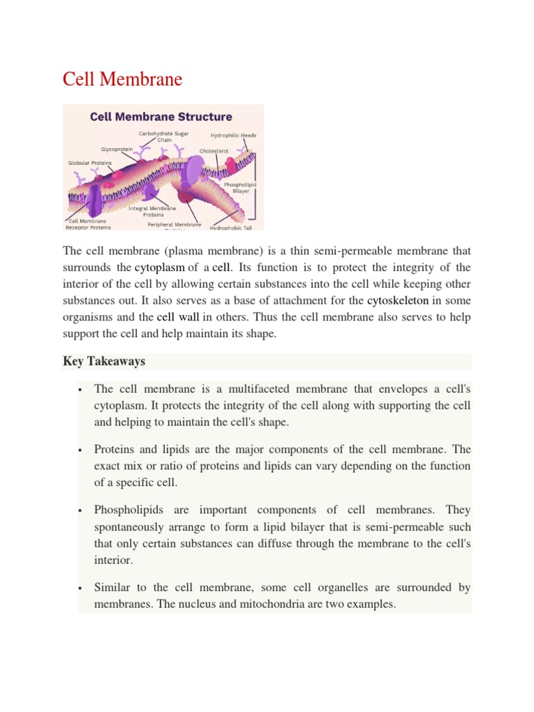 Cell Membrane | PDF | Cell Membrane | Cell (Biology)