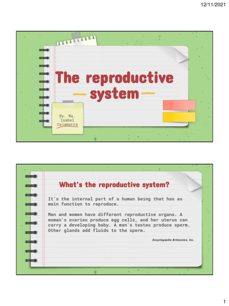 The Repoductive System | PDF | Reproductive System | Fertilisation