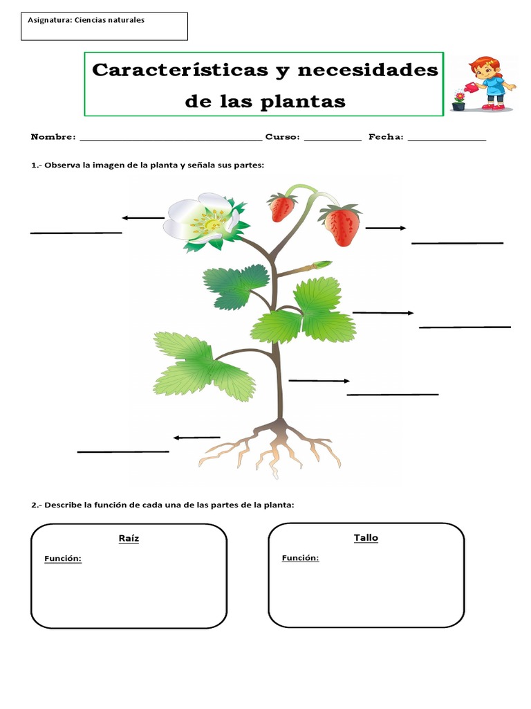Características y necesidades de las plantas | PDF | Plantas | Raíz
