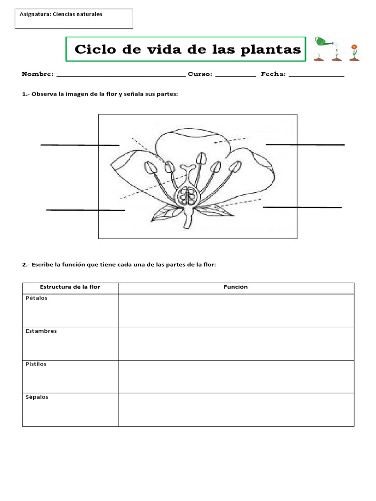Ciclo de Vida de Las Plantas | PDF | Flores | Semilla