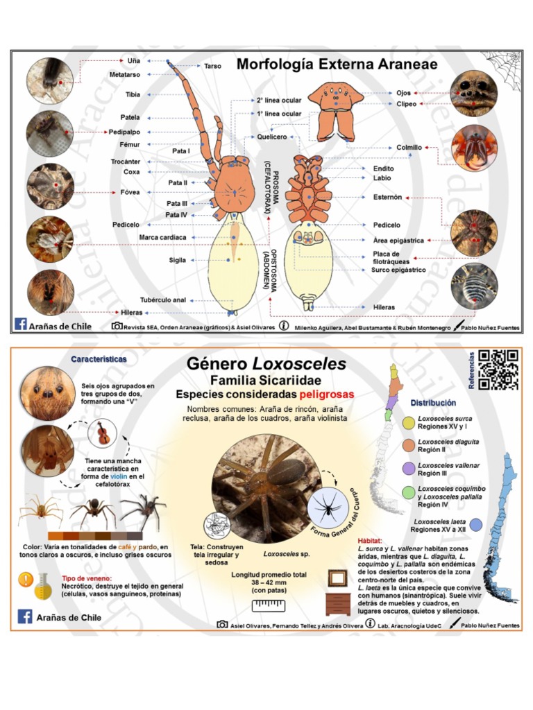 Fichas Arañas | PDF