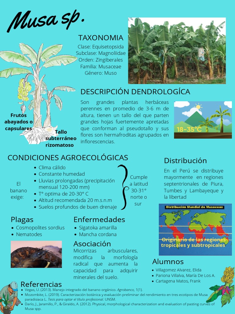 Musa Sp. | PDF | Botánica | Plantas