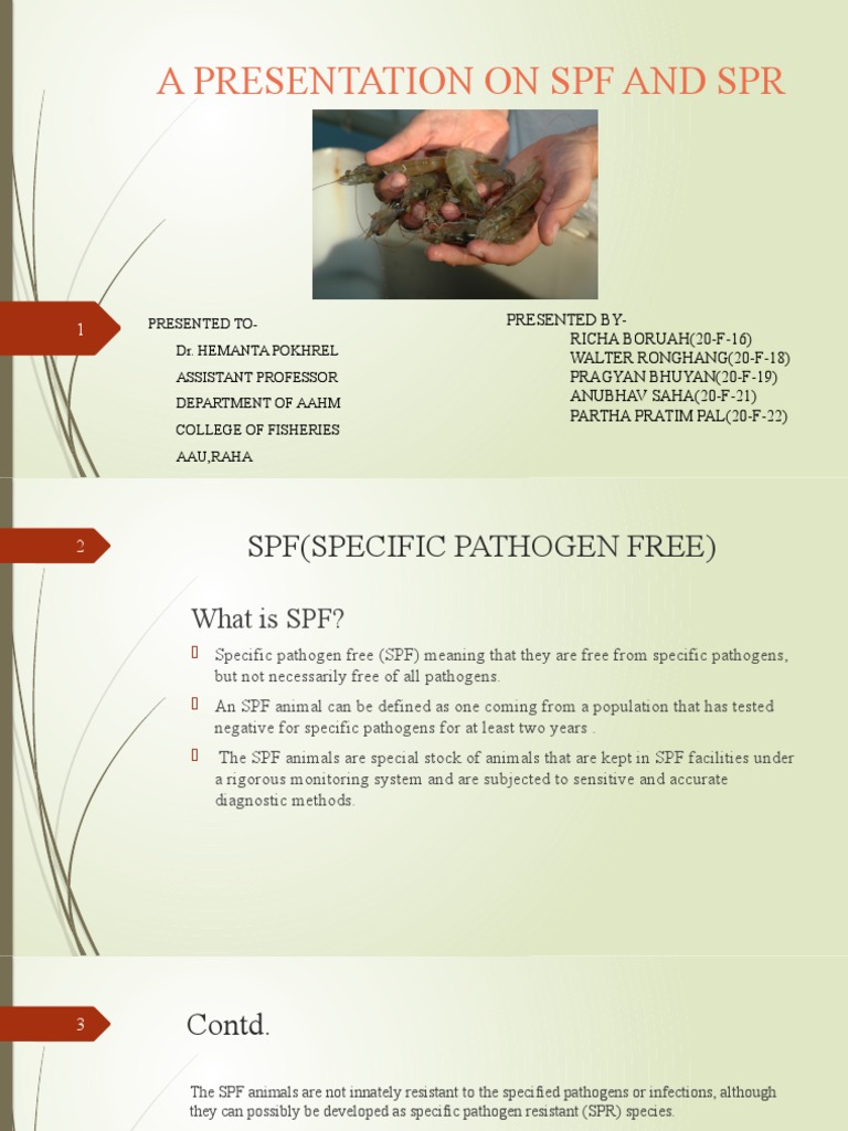 A Presentation On SPF and SPR | PDF | Selective Breeding | Pathogen