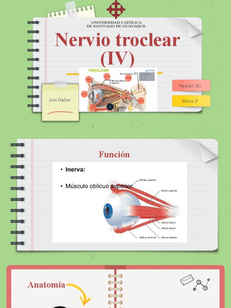 Nervio troclear IV: anatomía, funciones y complicaciones | PDF