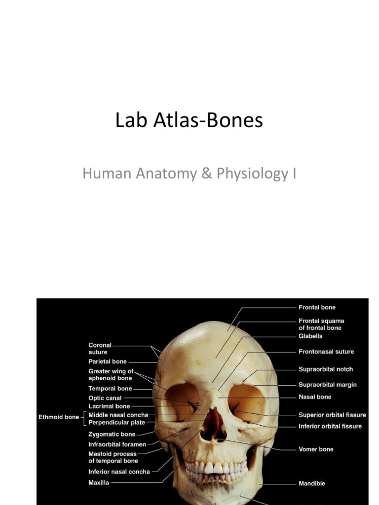 Lab Atlas Bones | PDF