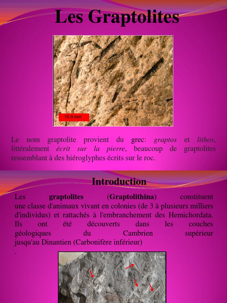 Les Graptolites | PDF