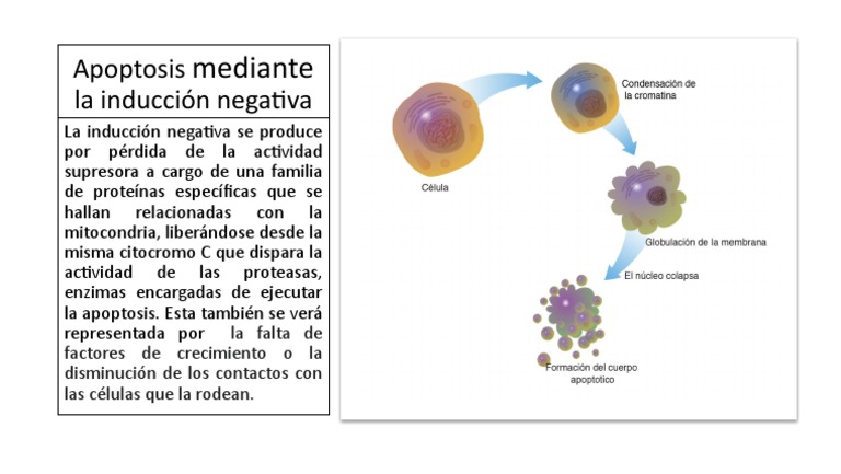 Apoptosis Mediante La Inducción Negativa | PDF