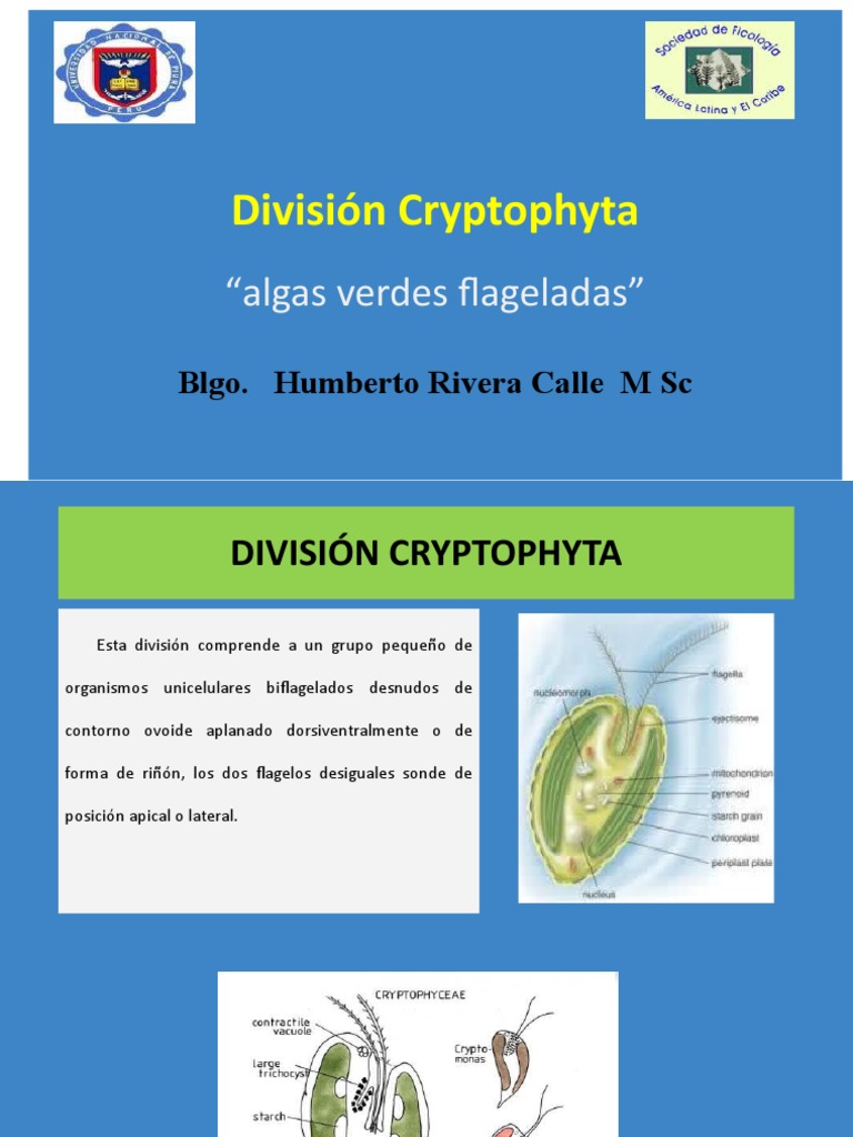 Semana División Cryptophyta | PDF