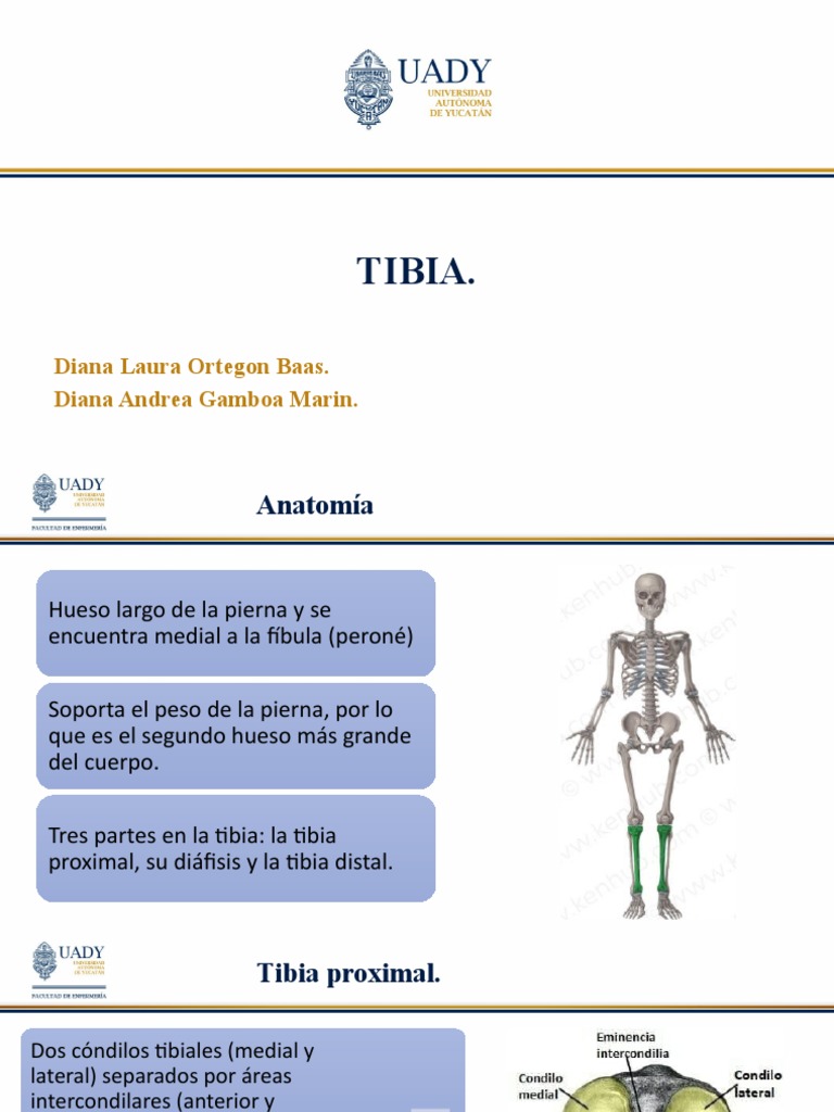 TIBIA | PDF | Sistema musculoesquelético | Anatomía del miembro inferior