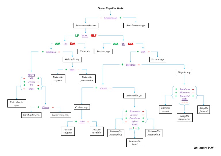 Gram Negative Rods Identification Guide | PDF | Gram Negative Bacteria ...
