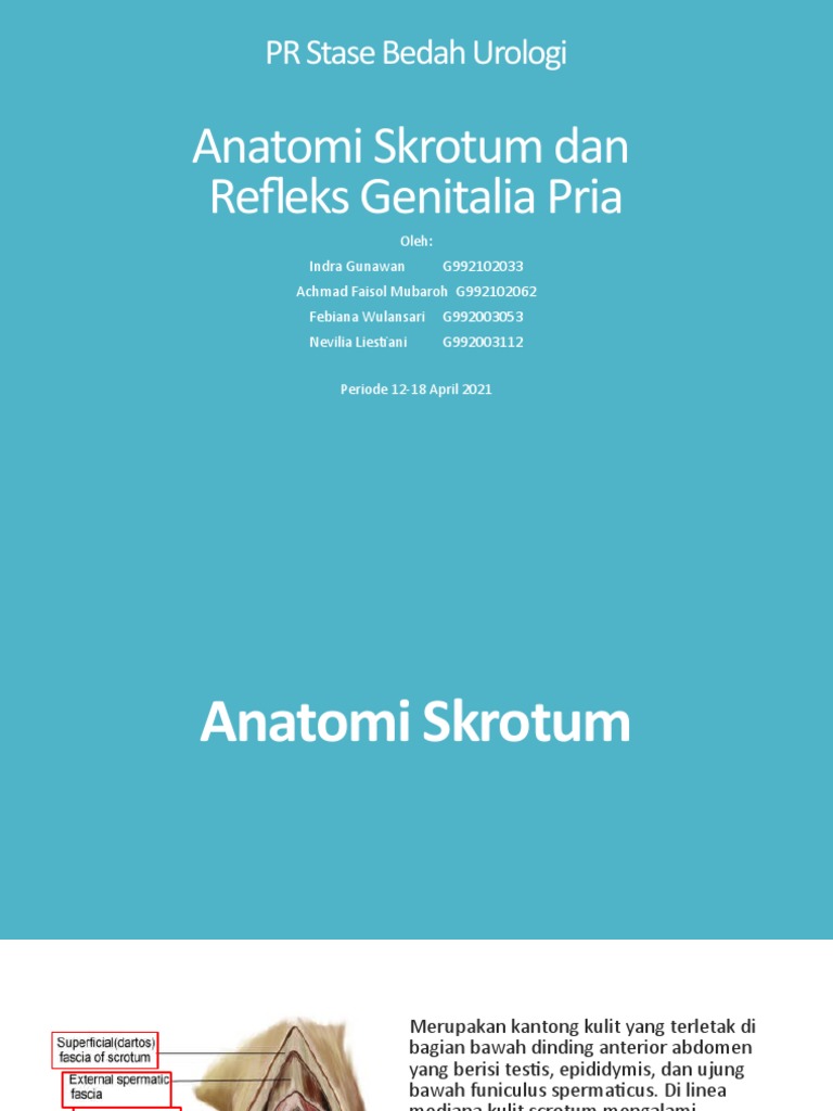 Anatomi Skrotum Dan Refleks Organa Genitalia Maskulina | PDF