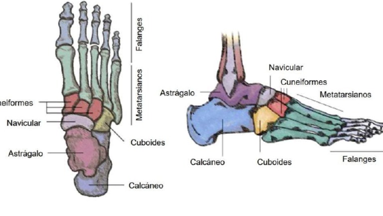 Anatomia Del Pie | PDF