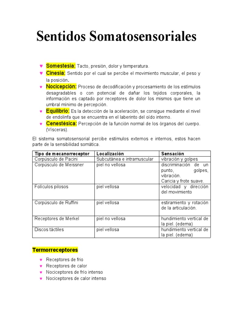 Apuntes Fisio Somestesia | PDF