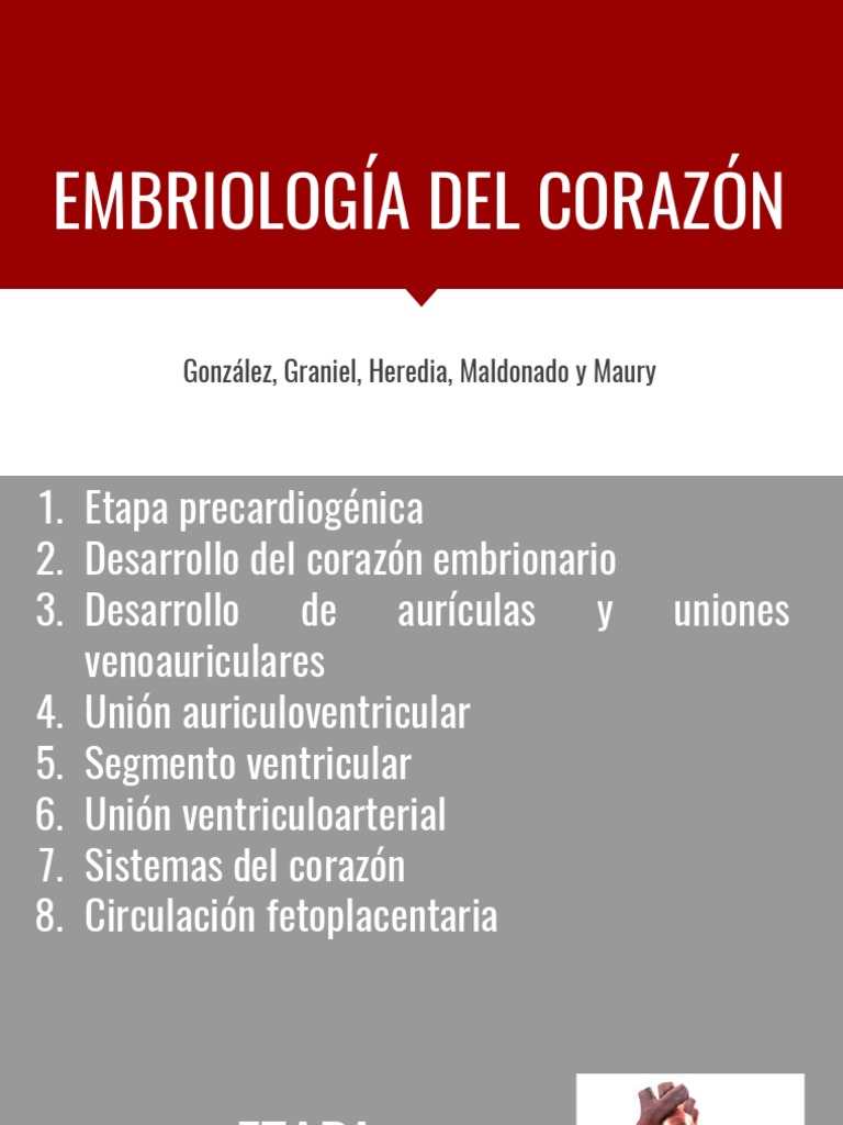 Embriología Del Corazón | PDF | Sistema circulatorio | Feto