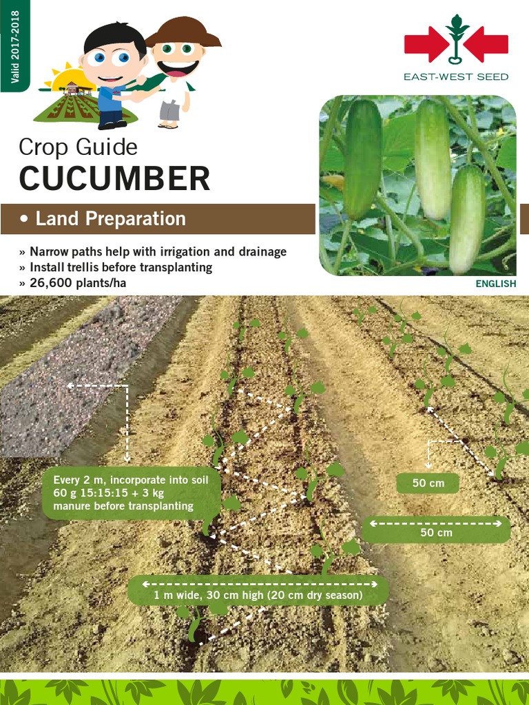 Cucumber: Crop Guide | PDF | Fertilizer | Soil