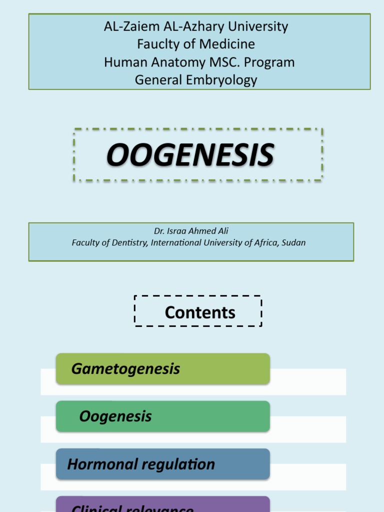 Oogenesis | PDF | Menstrual Cycle | Ovary