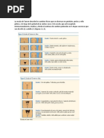 Curvas de Scammon en Pediatría | PDF | Estilo de vida