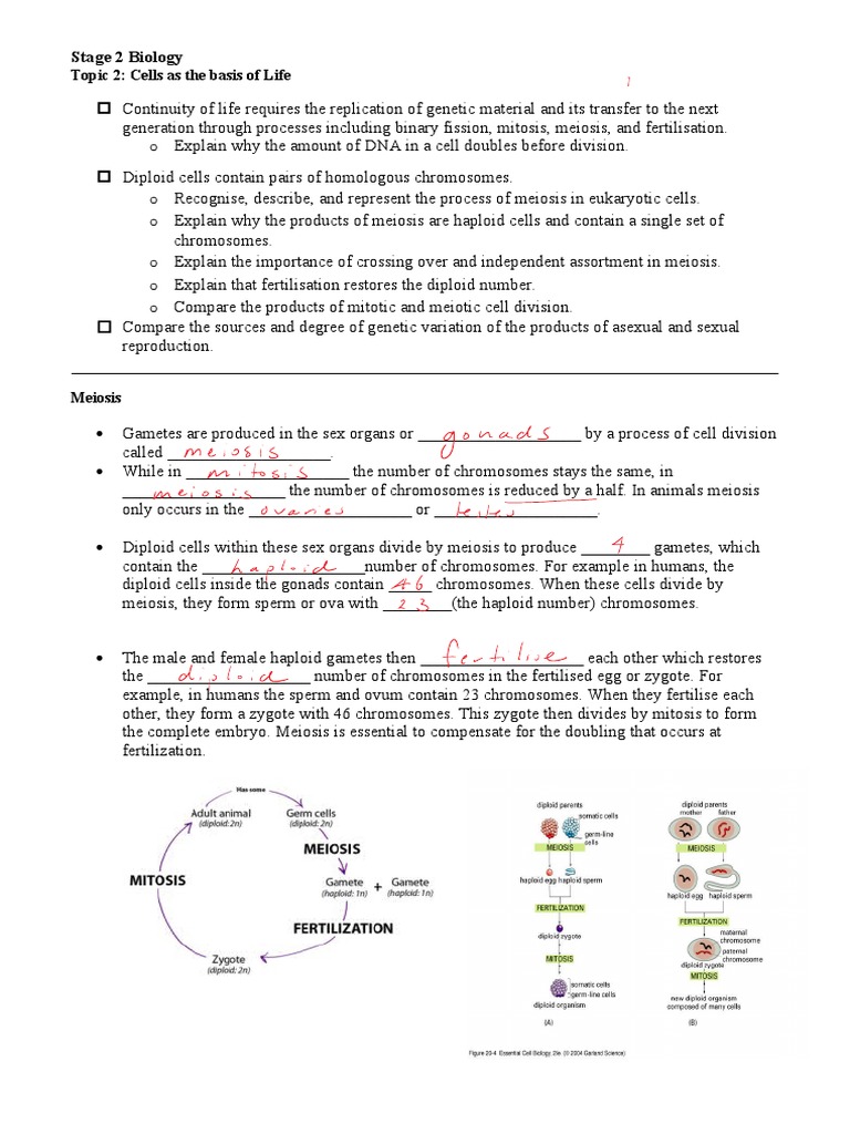 Meiosis Notes 2018 Fill Ins | PDF | Meiosis | Ploidy