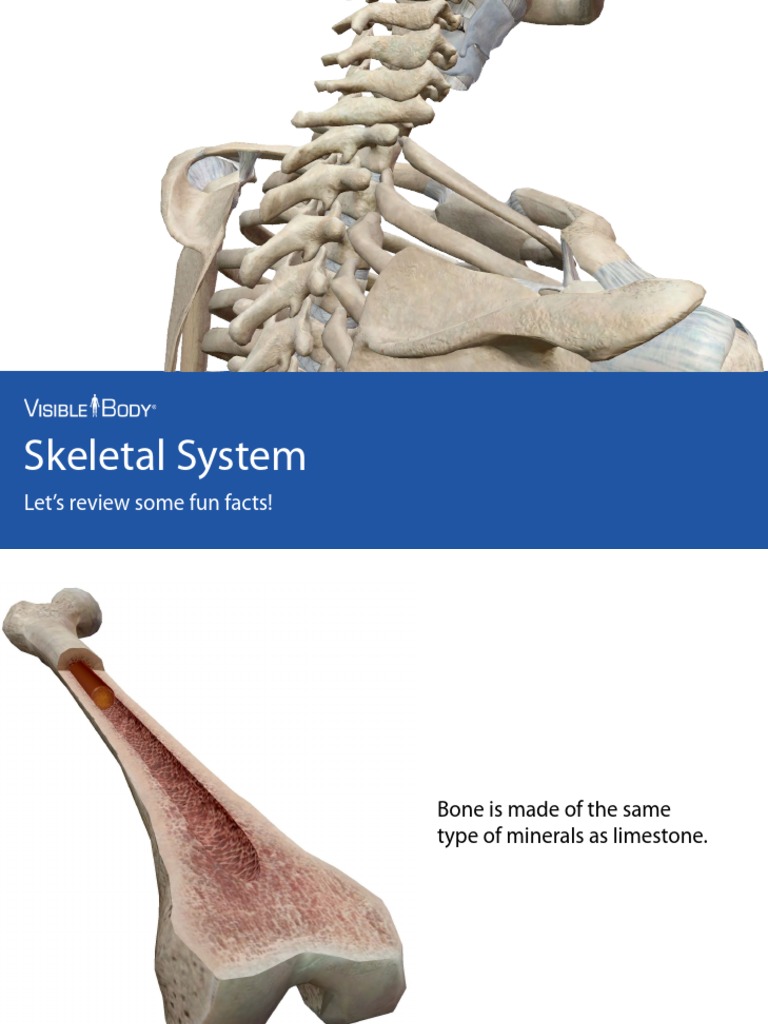 VisibleBody SkeletalSystem FunFacts | PDF | Bone | Skeleton