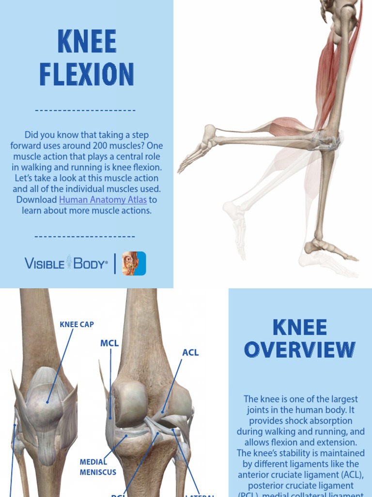 Anatomy of Knee Flexion Muscles | PDF | Human Leg | Knee