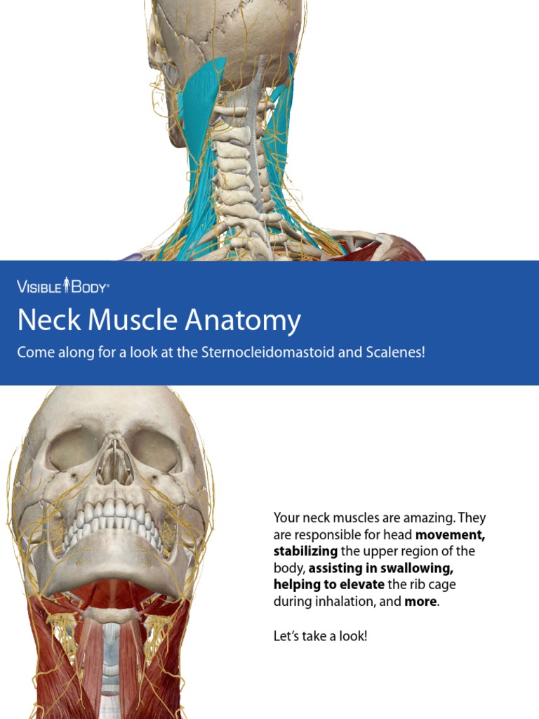 VisibleBody Neck Muscle Anatomy | PDF | Neck | Vertebral Column