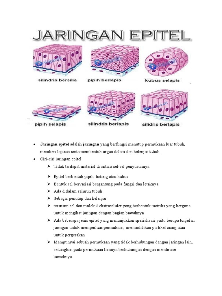 Jaringan Epitel | PDF