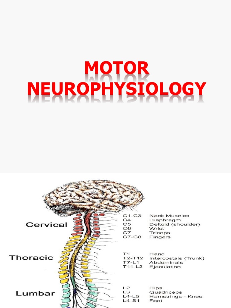 Genral Motor Function, SC and Muscle Spindles | PDF | Motor Neuron | Axon