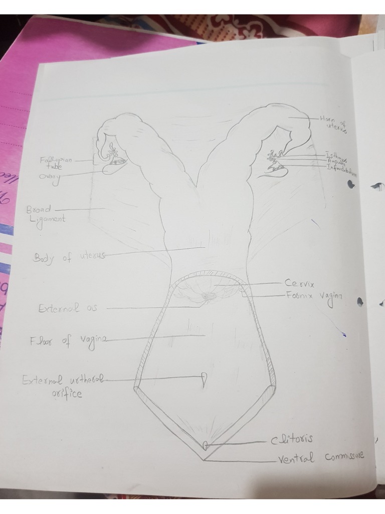 Reproductive System of Cow | PDF