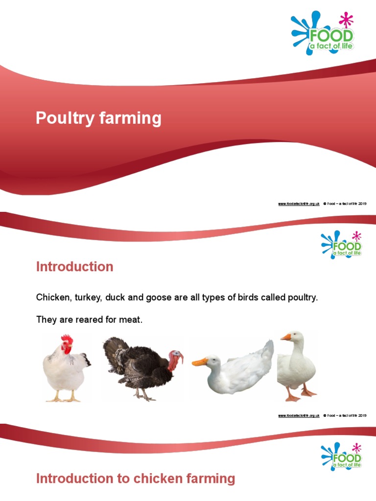Poultry Farming PPT 711wfcf2 | PDF | Chicken | Poultry Farming