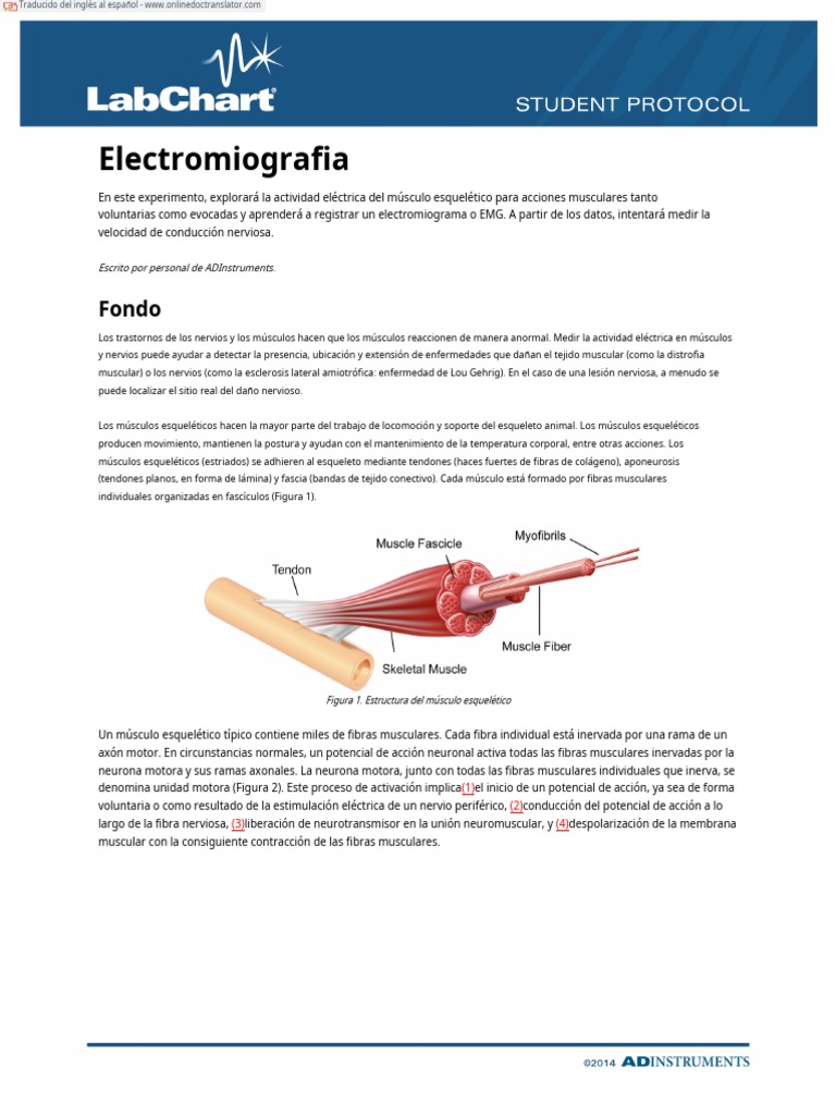 STUDENT PROTOCOL EMG - En.es | Descargar gratis PDF | Electromiografia | Músculo esquelético