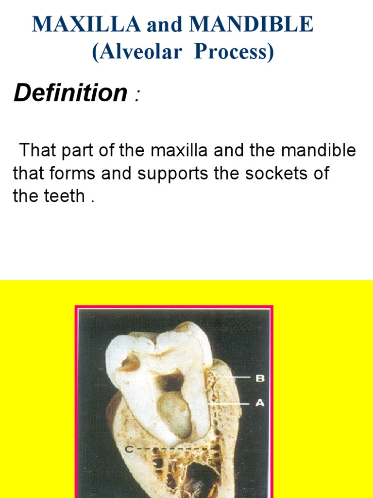 MAXILLA and MANDIBLE (Alveolar Process) | PDF | Bone | Osteoblast