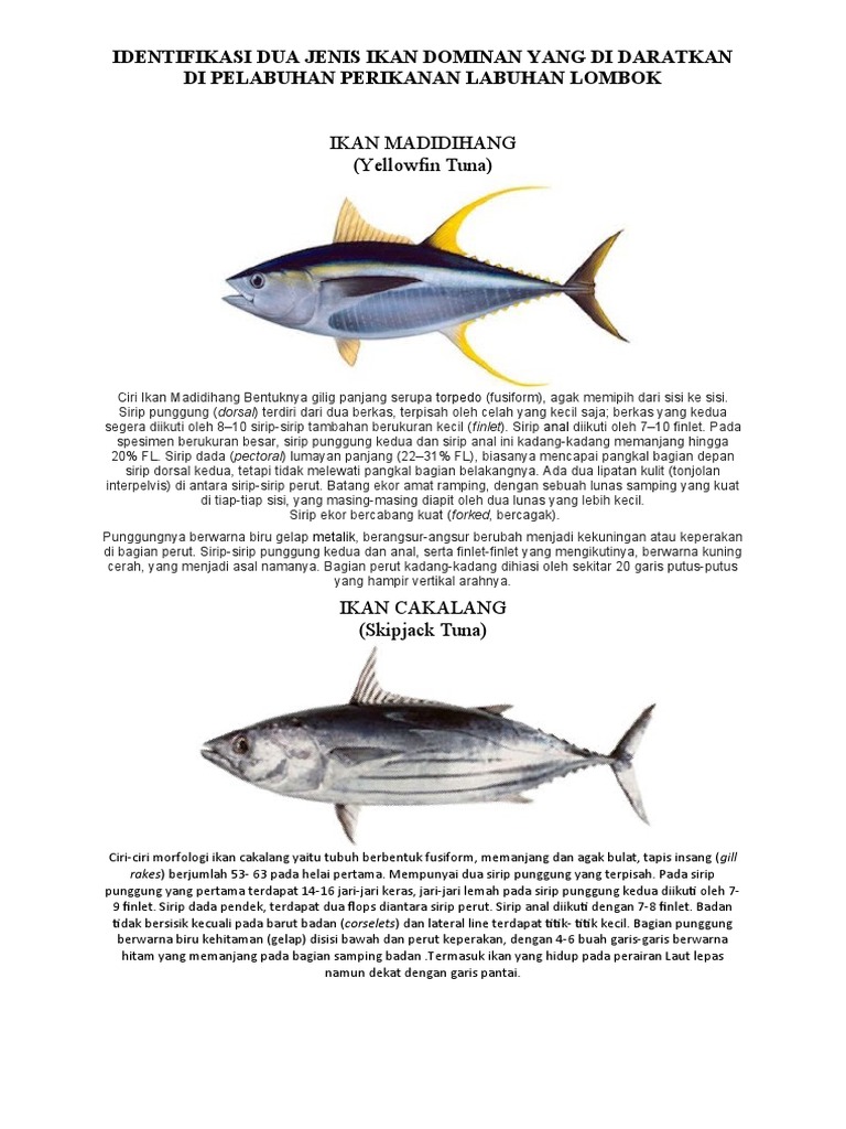 Identifikasi Dua Jenis Ikan Dominan | PDF