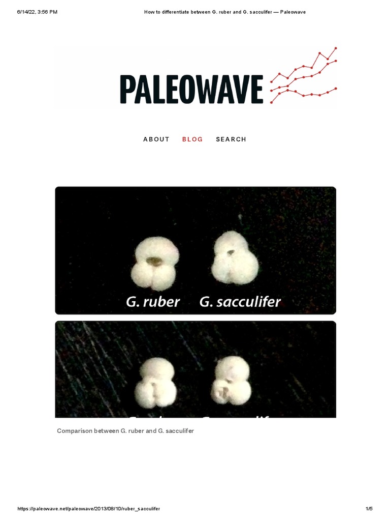 Distinguishing G. ruber from G. sacculifer | PDF | Plankton | Applied ...