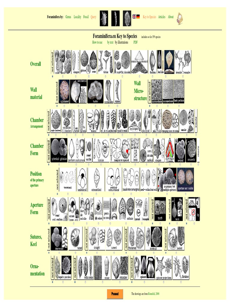 Foraminifera Taxonomy Key Guide | PDF