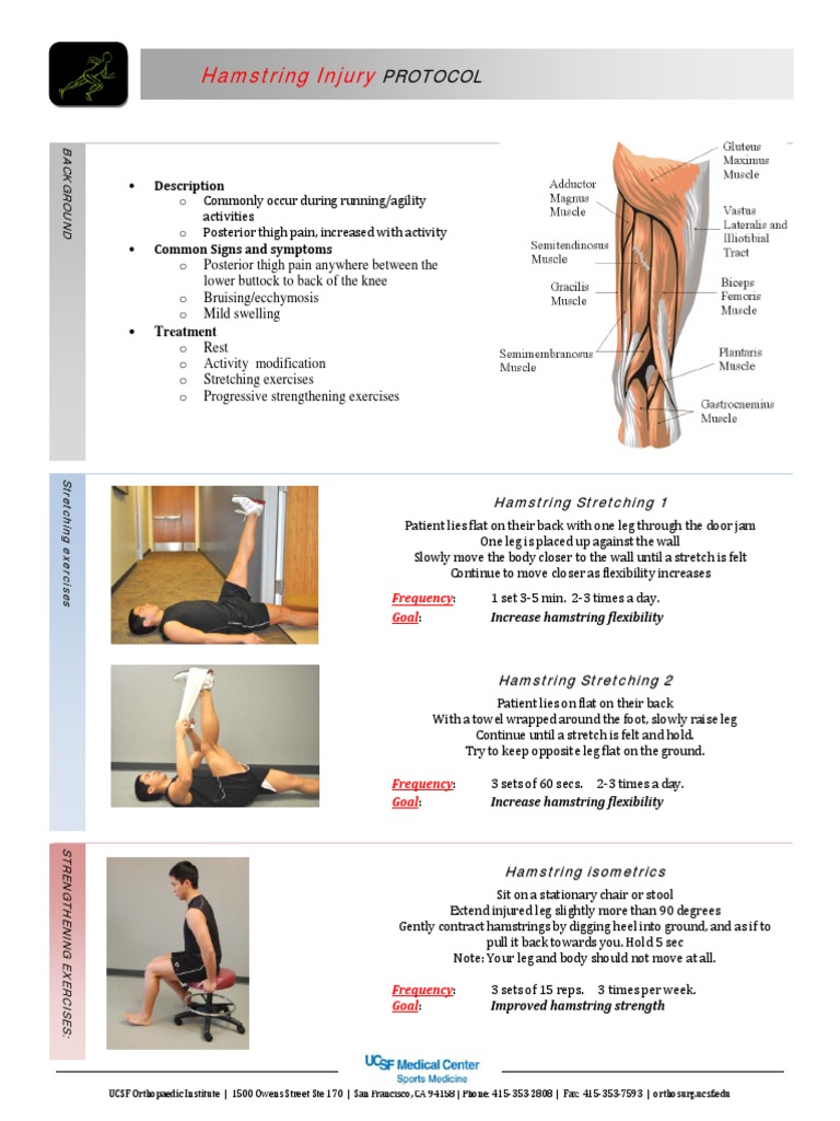 Hamstring Injury Protocol | PDF | Flexibility (Anatomy ...