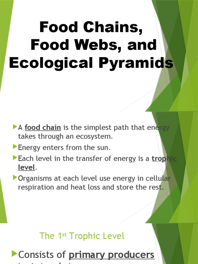Food Chains, Food Web, Ecological Pyramid | PDF | Food Web | Biomass ...