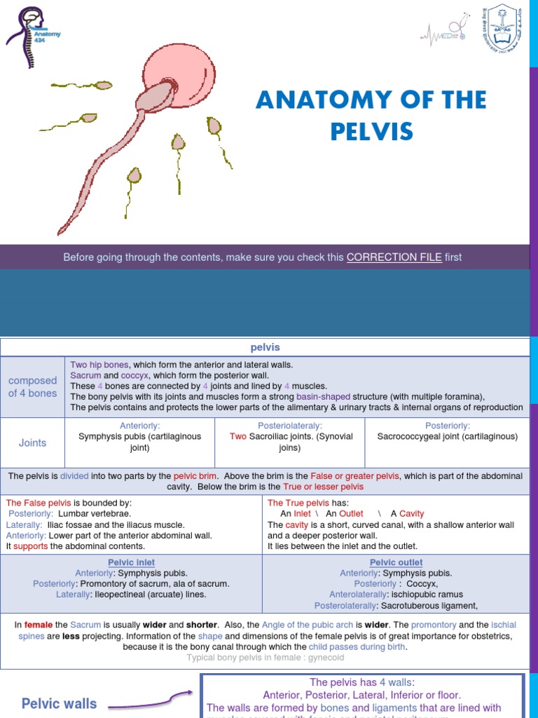 4 - Anatomy of Pelvis | PDF | Pelvis | Anatomy