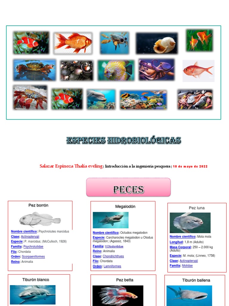 Especies Hidrobiológicas | PDF | Cangrejo | Pescado