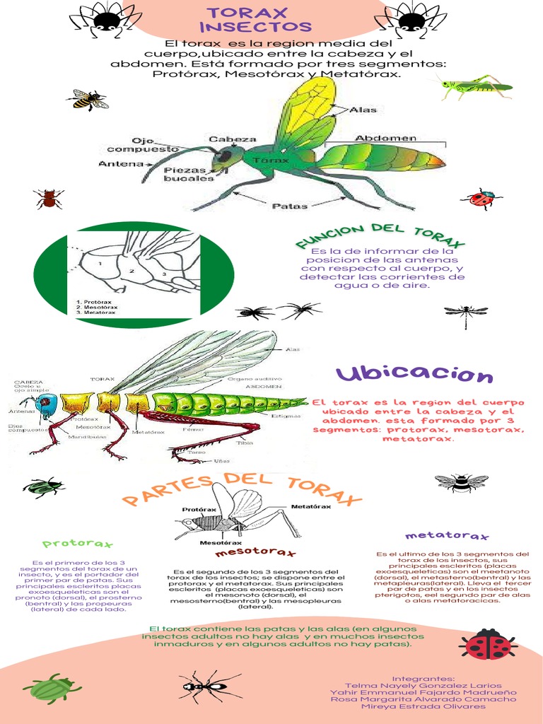 Infografia Torax Insectos | PDF | Insectos | Artropodología