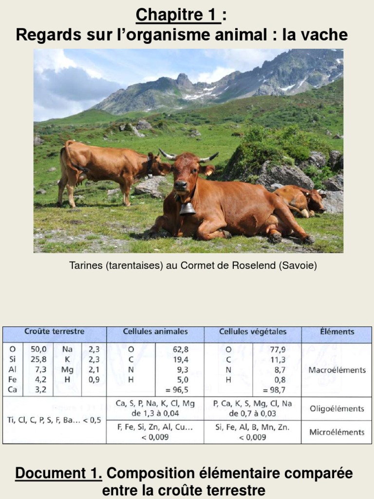 Anatomie de la Vache et Reproduction | PDF | Steak | Anatomie