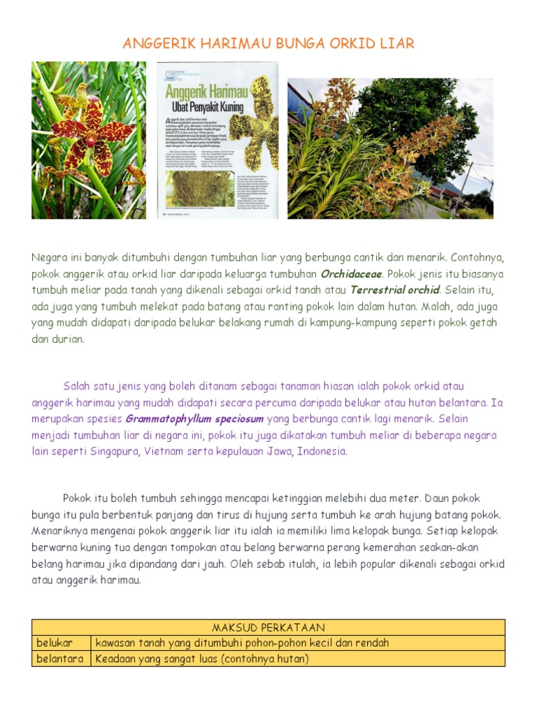 Anggerik Harimau Bunga Orkid Liar | PDF