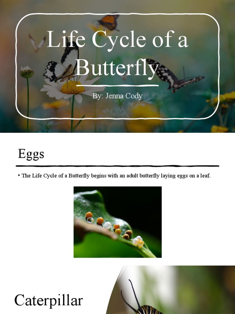 Life Cycle of A Butterfly PP | PDF