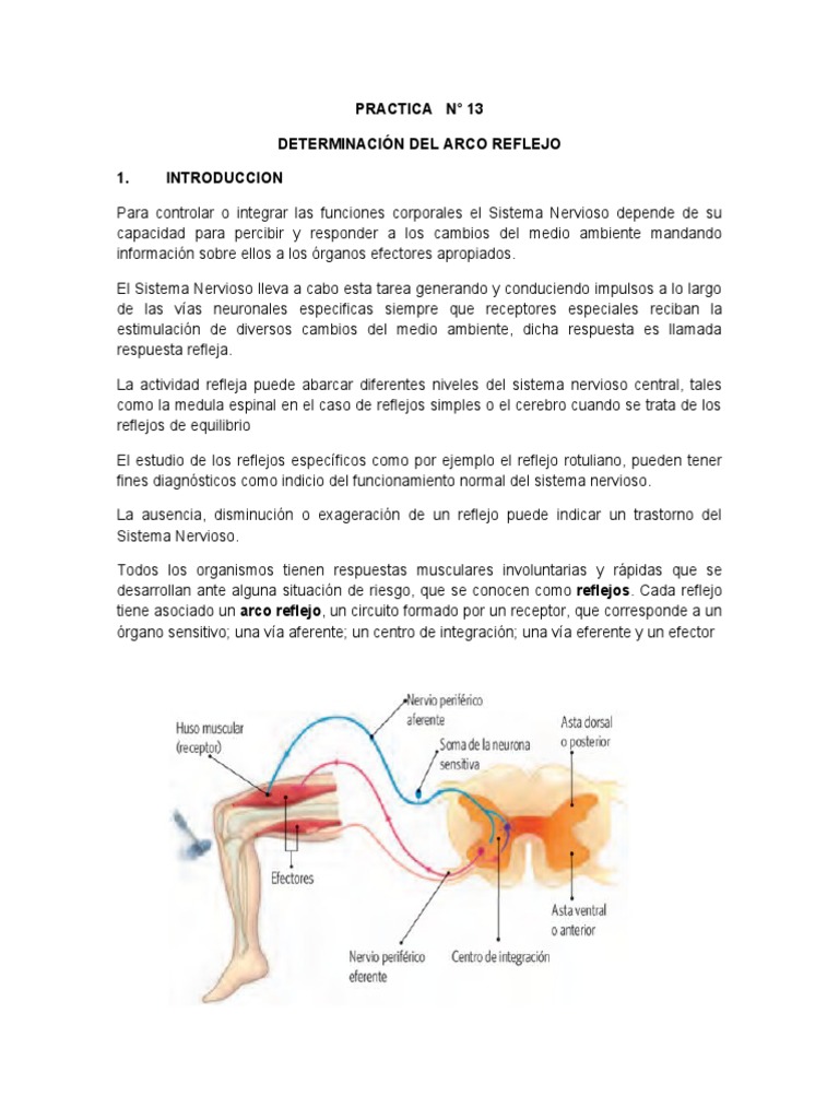 Arco Reflejo: Funcionamiento y Práctica | PDF | Neurociencia | Sistema ...