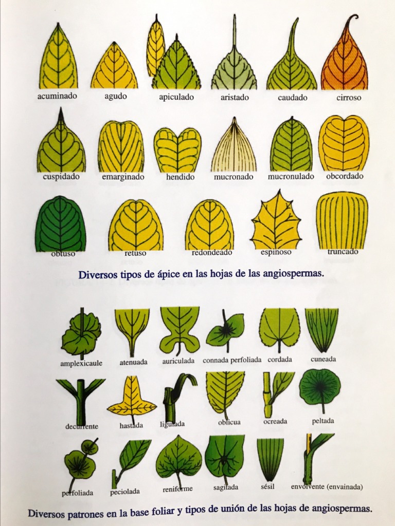 Bases y Apices | PDF